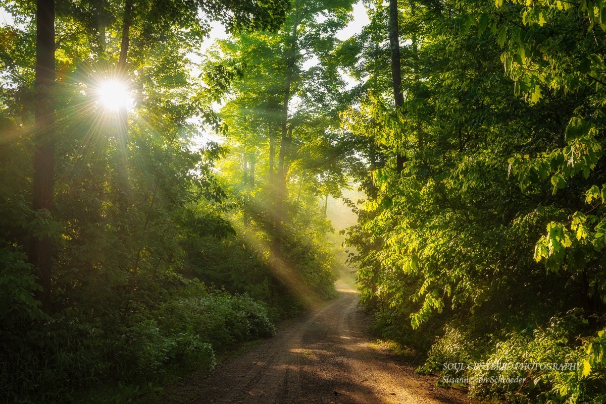 Nature Photography Magical Woodland Scene Rays of Light