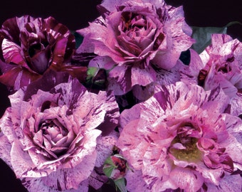 Purple rose bush | Etsy