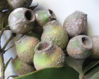 Gum nuts | Etsy