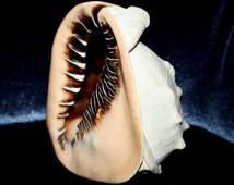 Unique helmet shell related items | Etsy