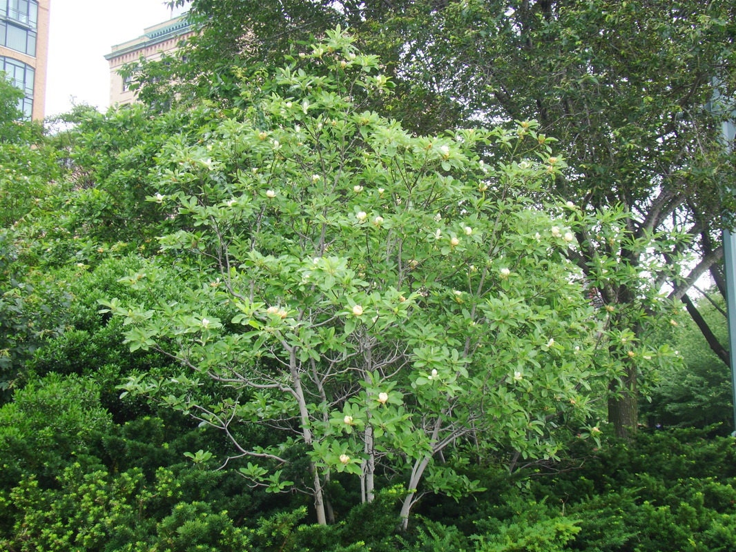 Sweetbay Magnolia 6 pack Deep Plugged Plant