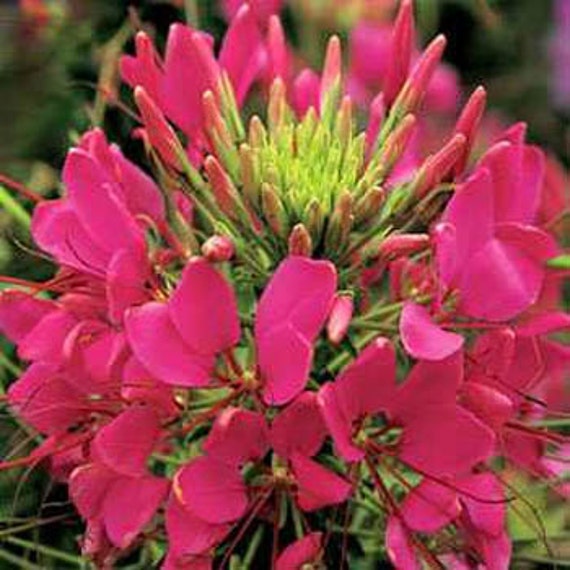 Rose Queen Cleome Flower Seeds/Hassleriana/Annual 50