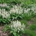 20 White Tiarella FoamFlower / Perennial Flower
