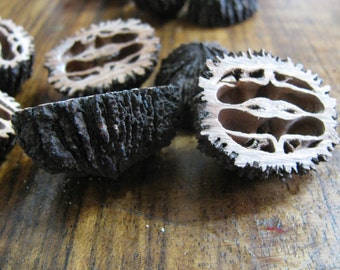 Black walnut shells | Etsy