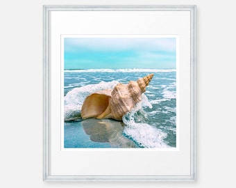 Seashell Photography Sea Shell Photography Seashell Photo