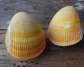 Unique clam shells decor related items | Etsy