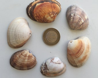 Large shell beads | Etsy