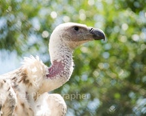 Unique bird cape related items | Etsy