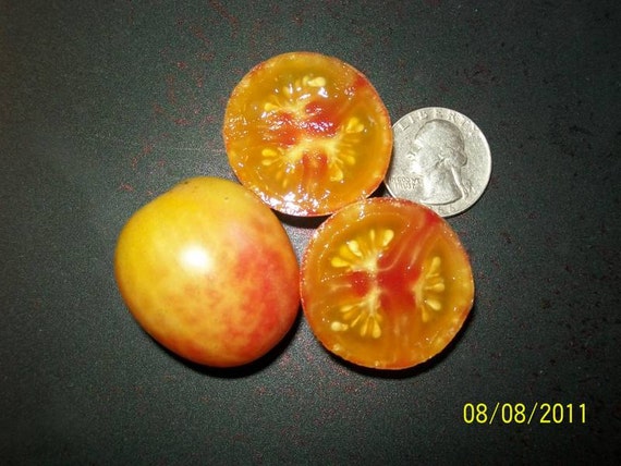 Cherry Tomato ISIS CANDY bicolor cherry heirloom