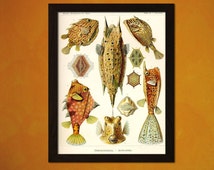 Unique vintage fish poster related items | Etsy