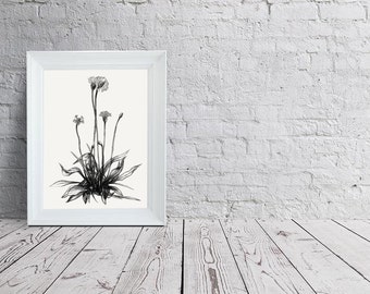 Plant pencil drawing | Etsy