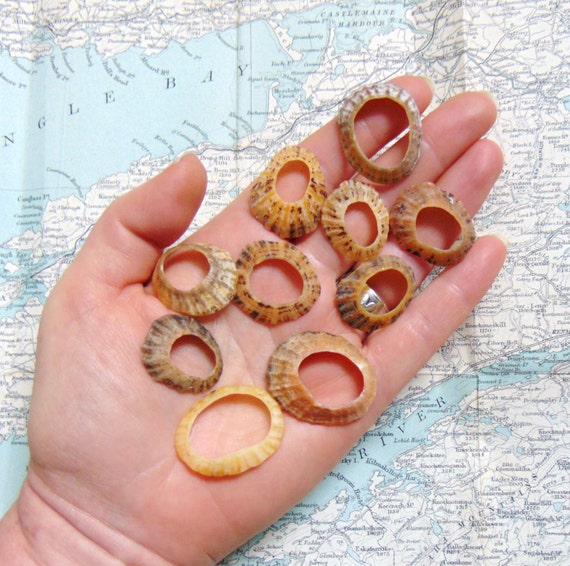 Irish Sea Shells Natural Seashells Small Beach Shells from