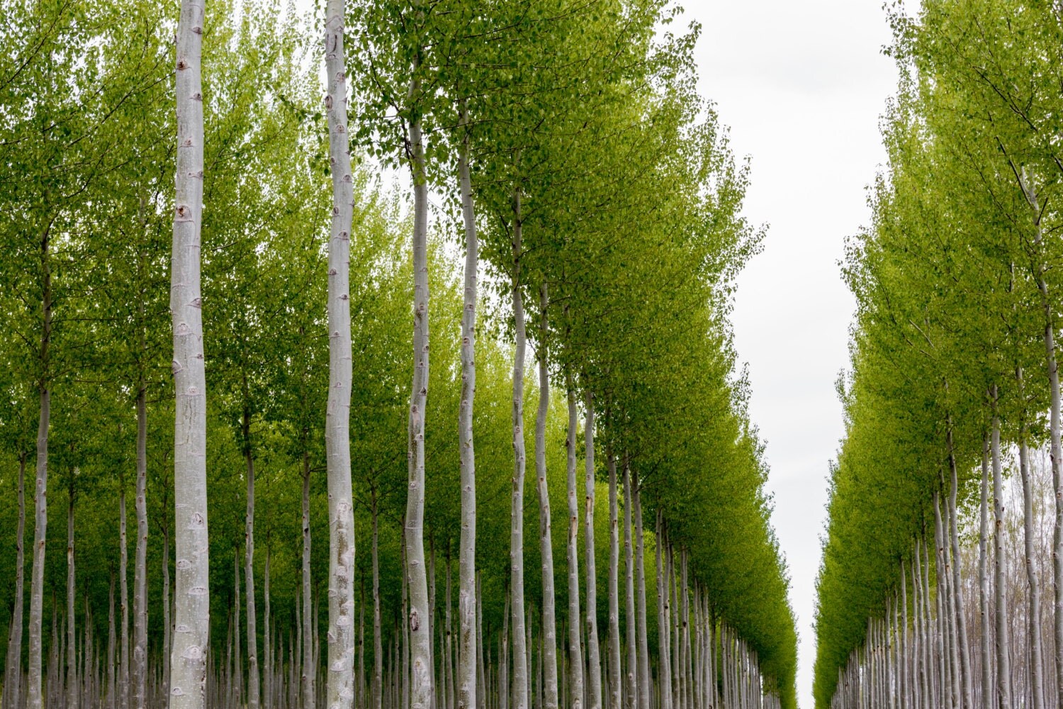 Tree Photograph Oregon Tree Photo Oregon Landscape Photo