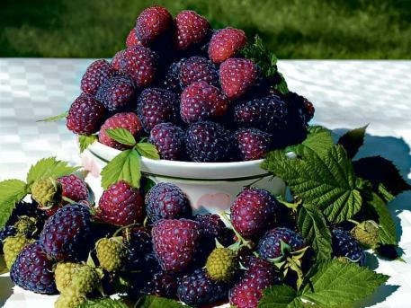 1 Royalty Summer Purple Raspberry Plant Everbearing