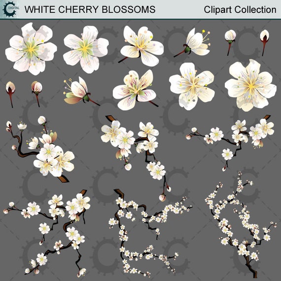 White Sakura/Cherry Blossom Clipart Collection