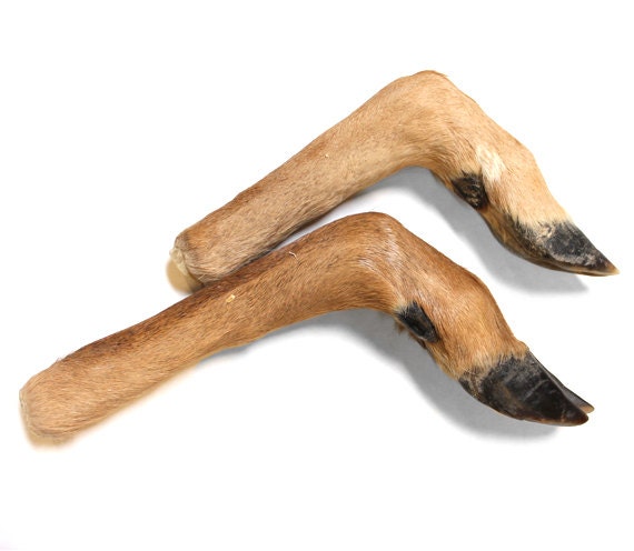 Real Taxidermy Animal Hooves Cured Bent Deer Hoof 8-10