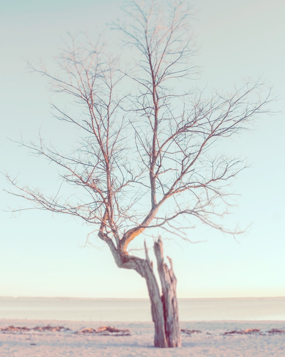 Nature Photography, Tree Photography, Sunset, Serene Wall Art, Neutral ...