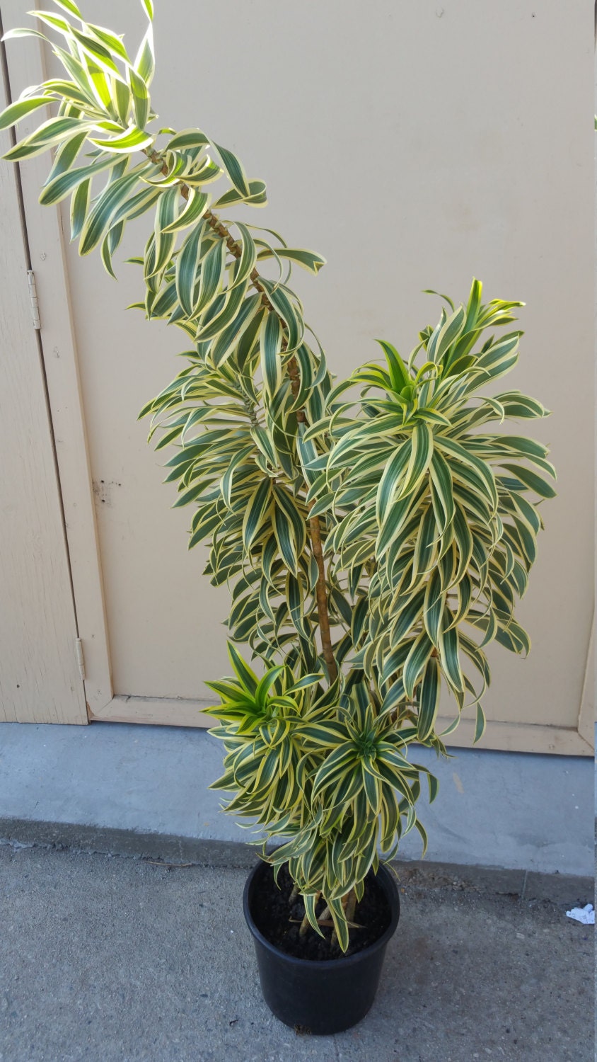 Dracaena Pleomele Reflexa Song Of India Tropical Plant in 10 pot - 42 tall