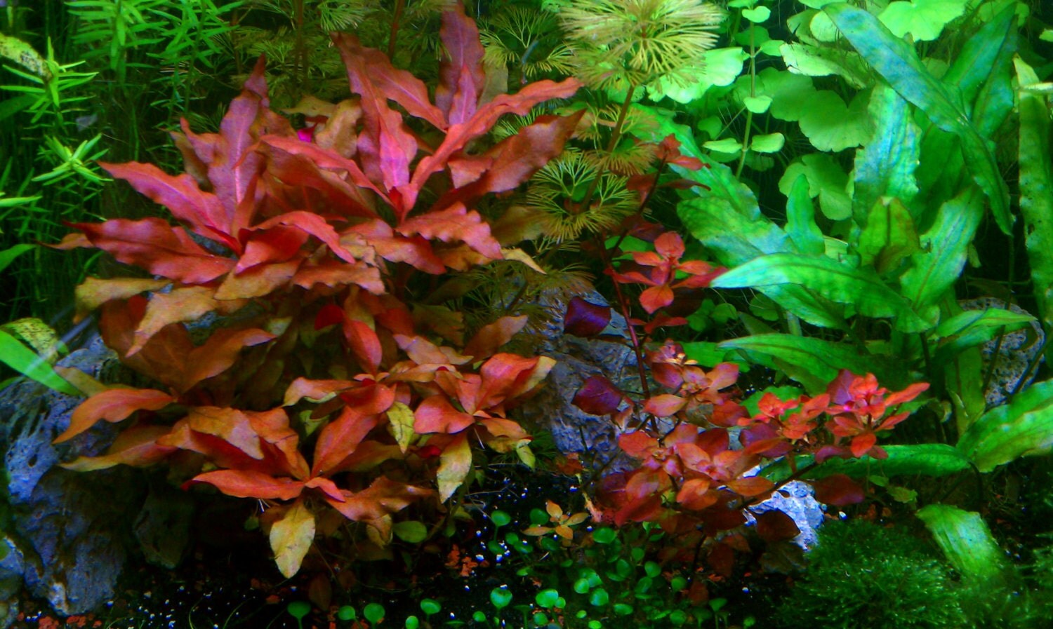 Alternanthera Reineckii Telanthera Cardinalis Freshwater