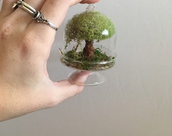 Tree terrarium miniature landscape terrarium Tree by UniqueLeeArt