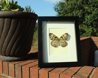 Butterfly shadow box | Etsy