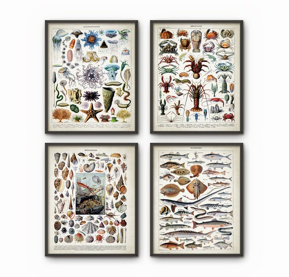 marine-biology-print-set-of-4-bathroom-decor-poster