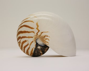 Chambered nautilus | Etsy