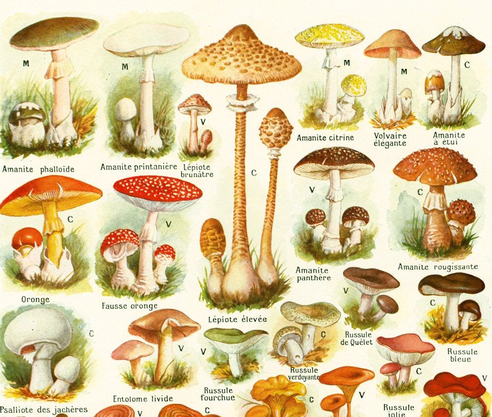 1922 CHAMPIGNONS Ancienne PLANCHE BOTANIQUE par sofrenchvintage