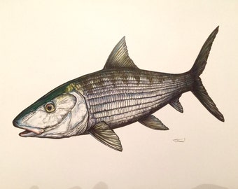 Bonefish art | Etsy