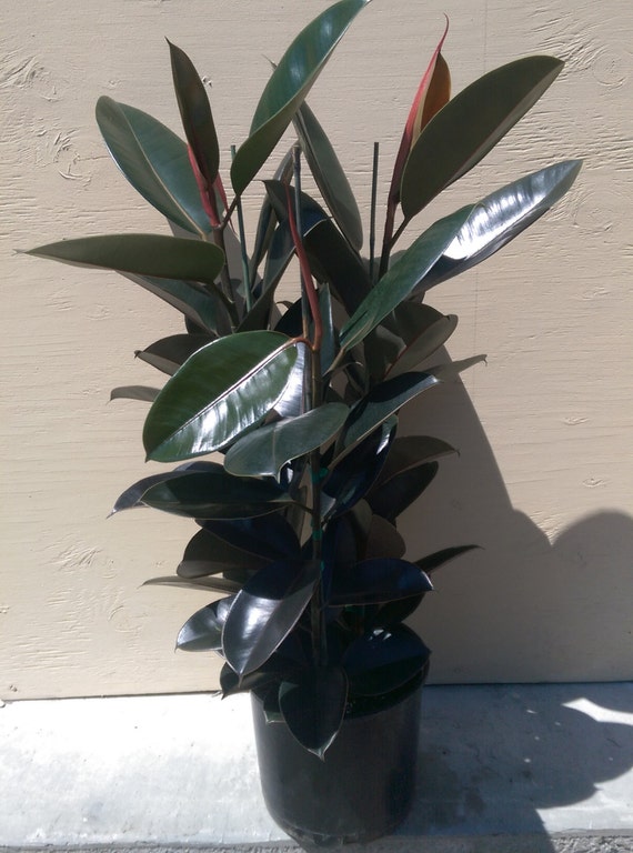 Ficus Elastica Burgundy Decora Plant in 10 Pot About