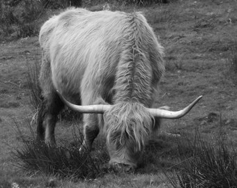 Highland cattle | Etsy