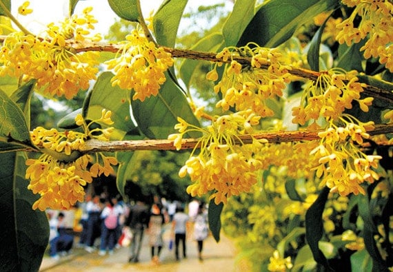 Osmanthus Fragrans Yellow 5 Seeds Very Fragrant Sweet Olive