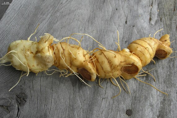 Solomon's Seal Root Tincture Solomon Seal Root Solomons