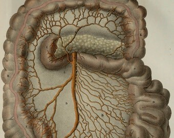 Intestines | Etsy