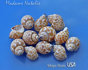 Brown spotted sea shells | Etsy