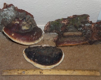 Items similar to Tillandsia Garden Mounted on LARGE Fir Tree Conk with ...