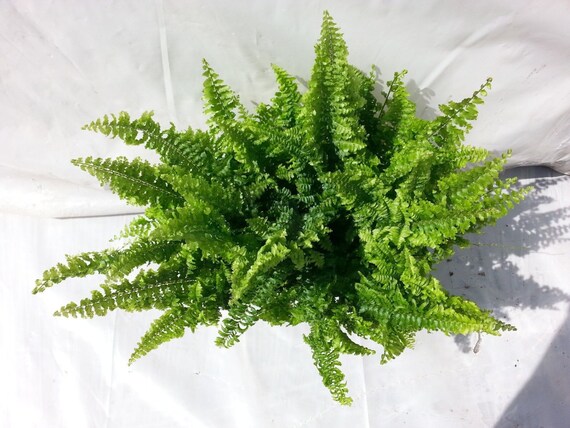 Fluffy Ruffle Fern Plant in 6 inch pot