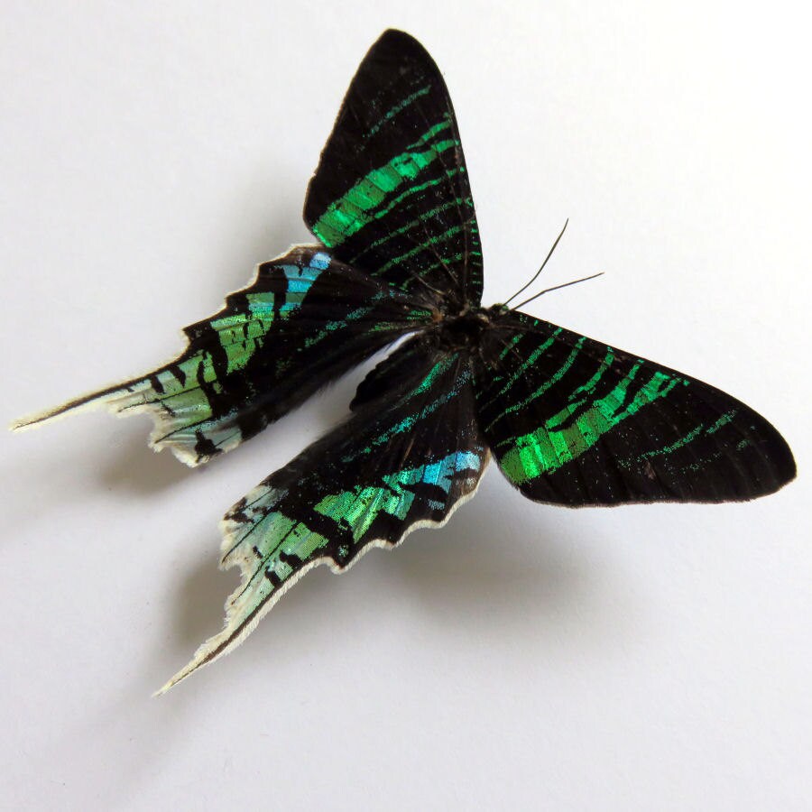 Framed butterflies and feathers in floating by ItemsByNature