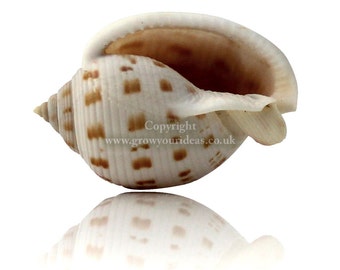 Items similar to Edible Oyster Shells -Chocolate in a Half Shell -3 ...