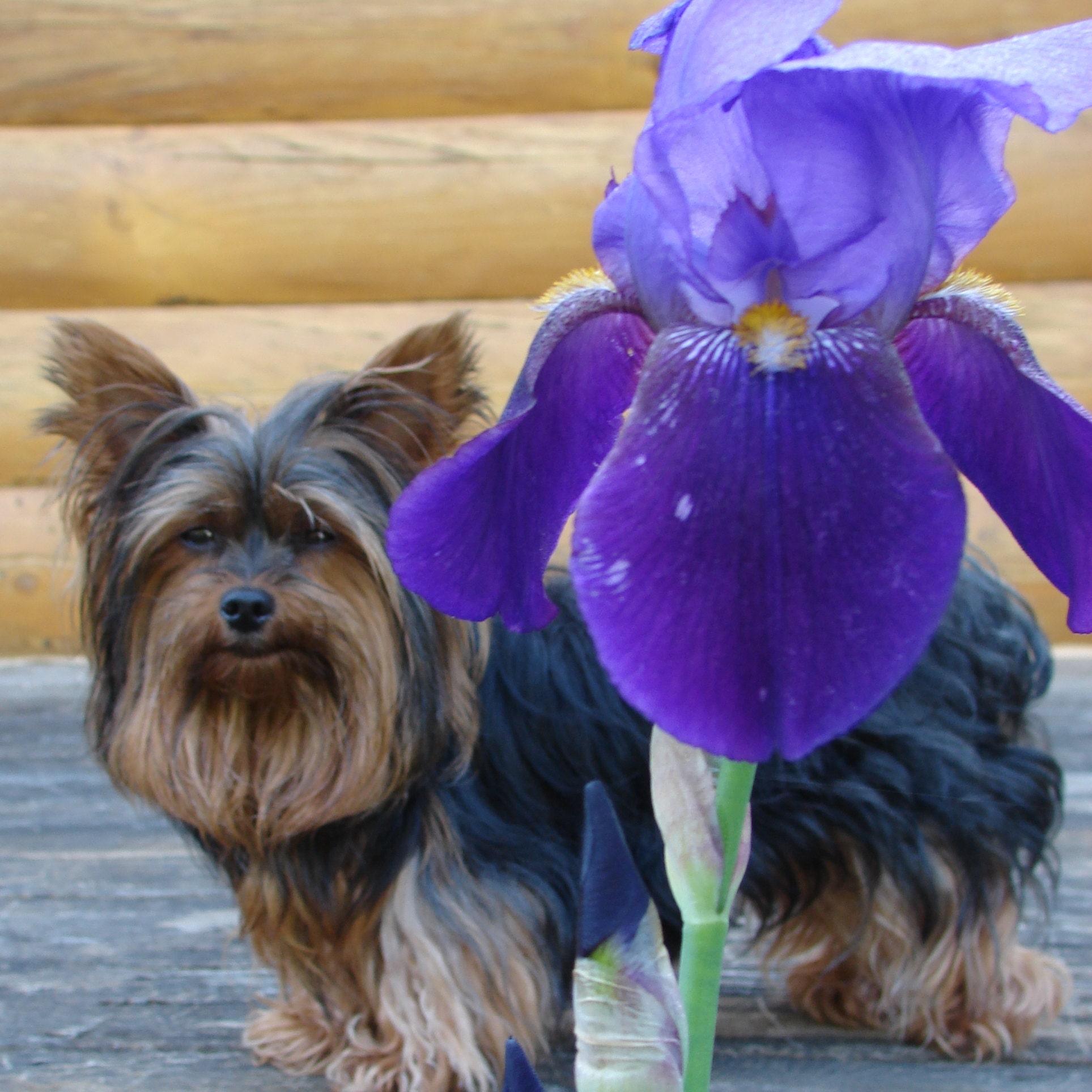 Birdland Paradise by birdlandparadis on Etsy