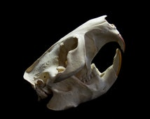 Unique real animal skull related items | Etsy