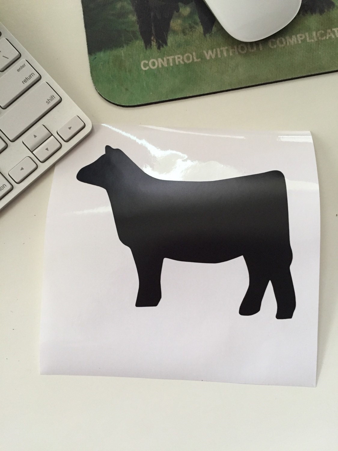 Show Cattle Heifer Vinyl Sticker