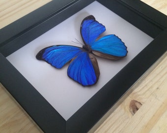 Items similar to Life Cycle of a (Blue Morpho) Butterfly Clip Art Set ...