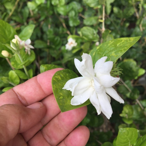 PIKAKE PLANT Jasmine sambac Arabian Jasmine THREE 3