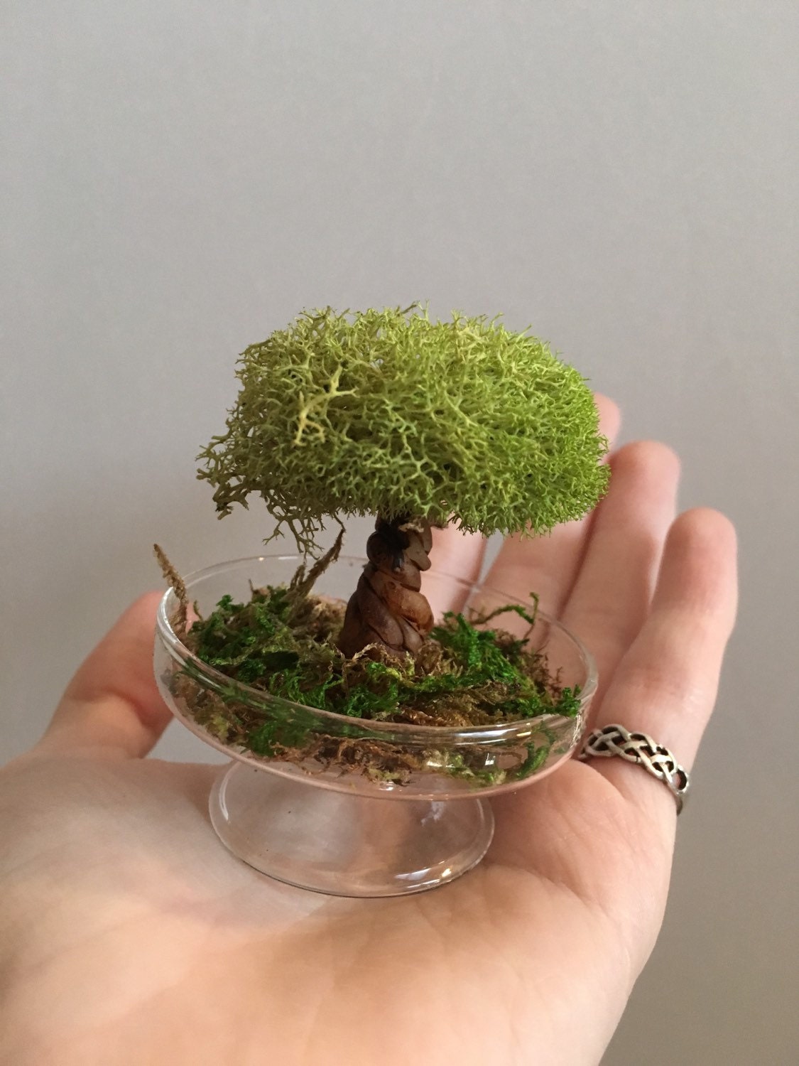 Tiny Tree glass terrarium beautiful preserved moss terrarium