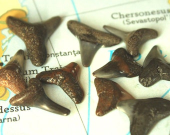 Small shark teeth | Etsy