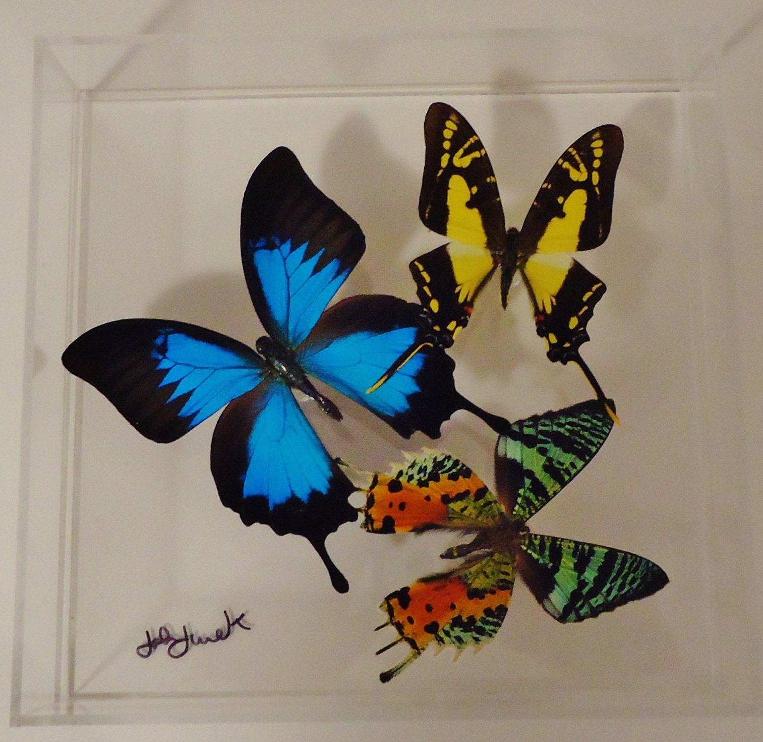 butterfly display framed butterflies mounted butterflies