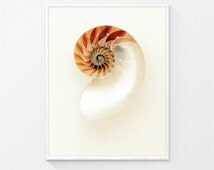 Unique nautilus shell art related items | Etsy