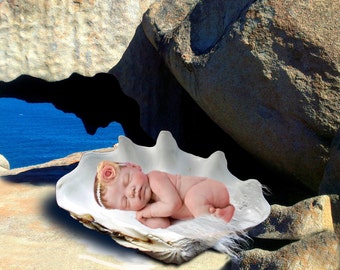 Unique sea shell photo related items | Etsy