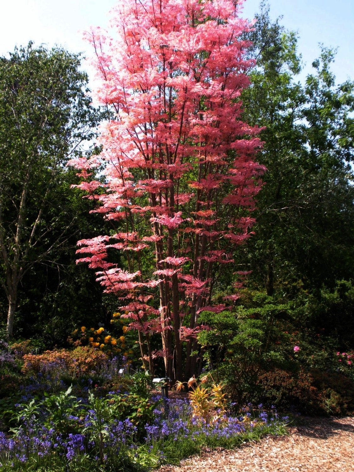 Red Cedar 10 Seeds,Chinese Cedar (Toona Sinensis) Frost hardy, fast ...